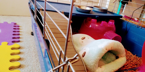 Lessons from the Hedgehog | The Library Lady Travels